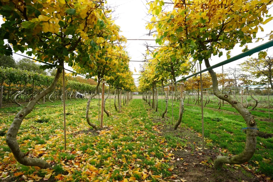 Parrotia persica TREEVOLUTION ® THE SWING ® | SWING Perzisch ijzerhout (cv) - Van den Berk ...